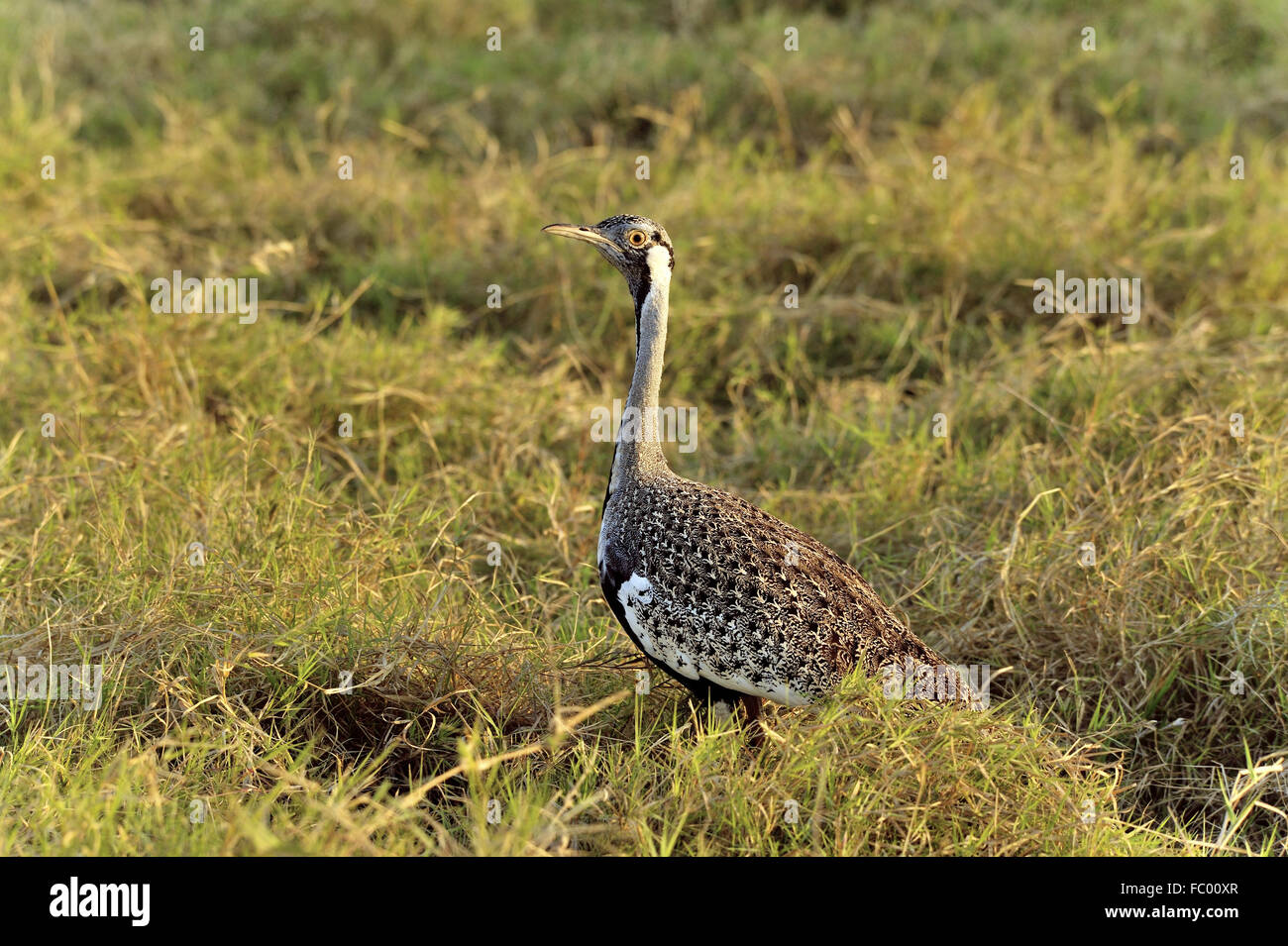 Hartlaubs hi-res stock photography and images - Alamy