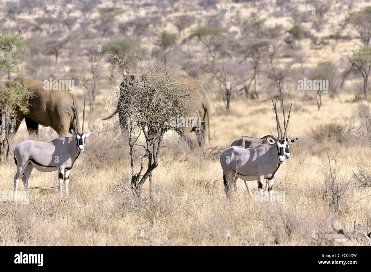 Oryxantelope hi-res stock photography and images - Alamy