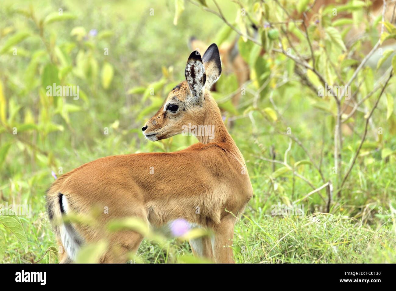 Fawn of an Impala Antelope Stock Photo - Alamy