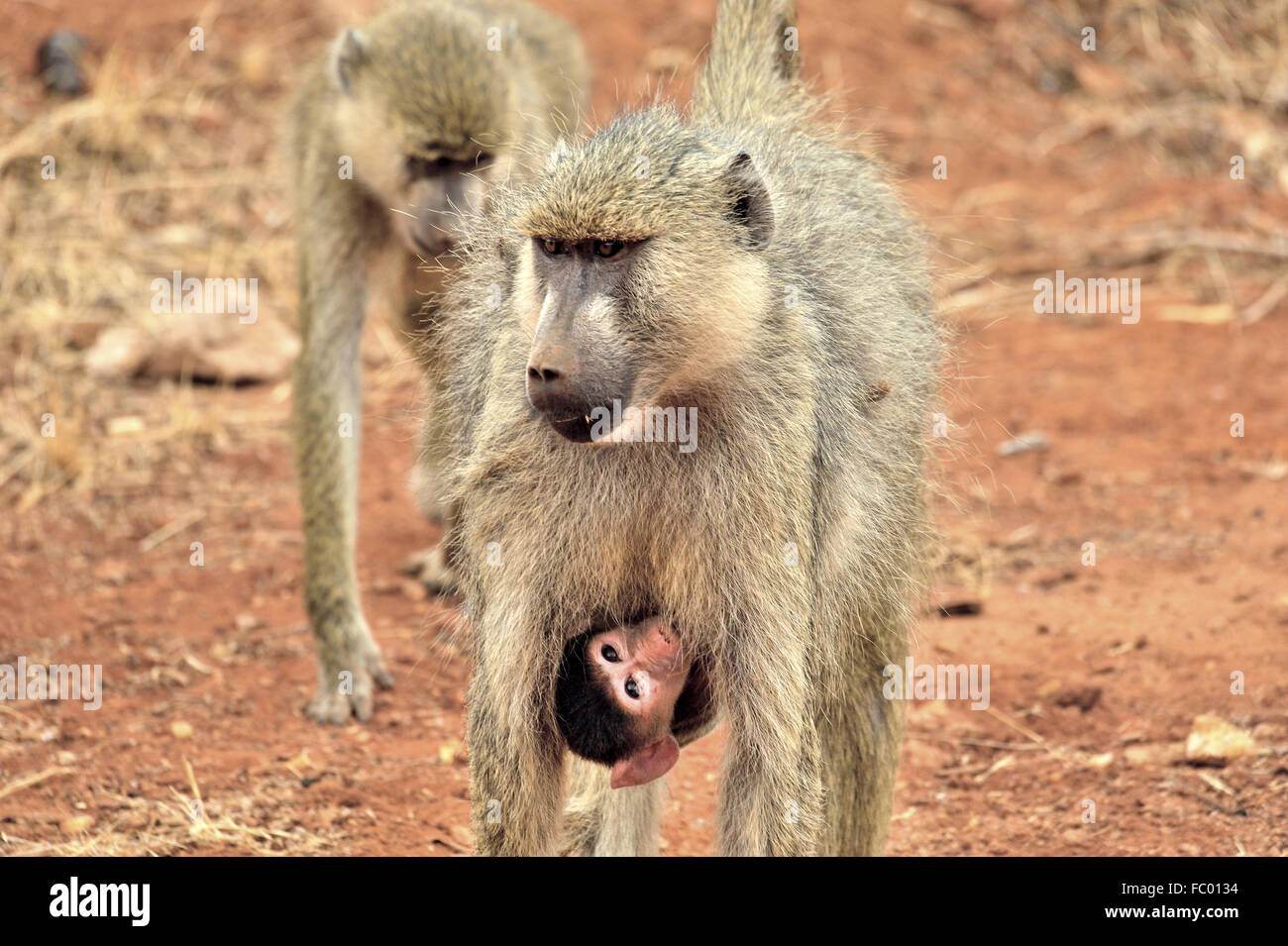 Yellow Baboon Baby hanging under its mother Stock Photo - Alamy