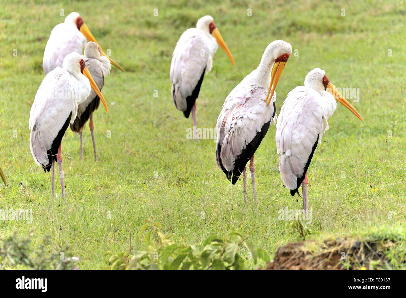Group of Yellow- billed Storks Stock Photo - Alamy