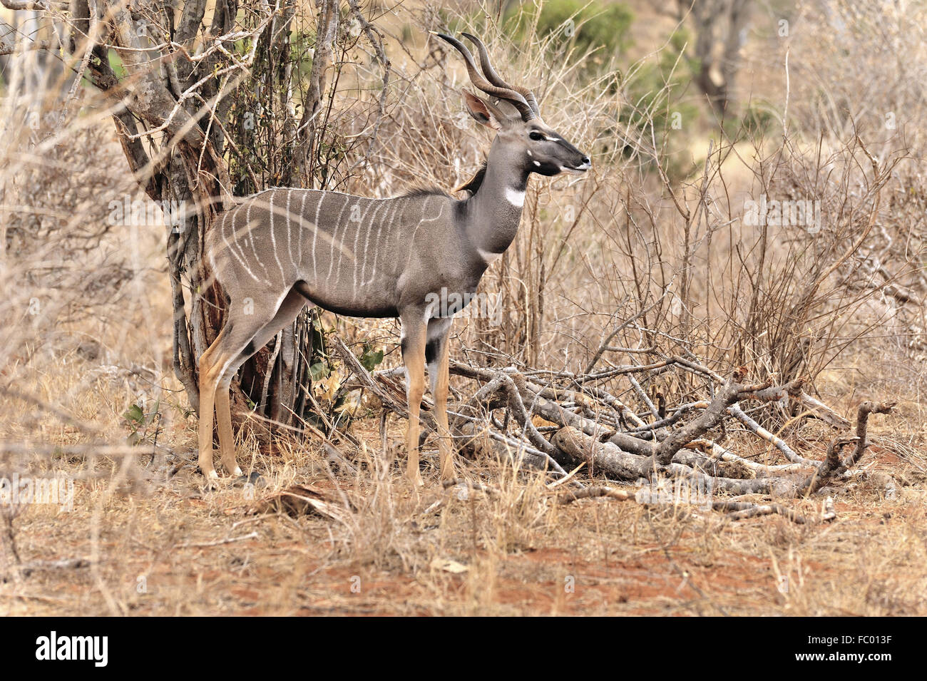 Kleine kudu hi-res stock photography and images - Alamy