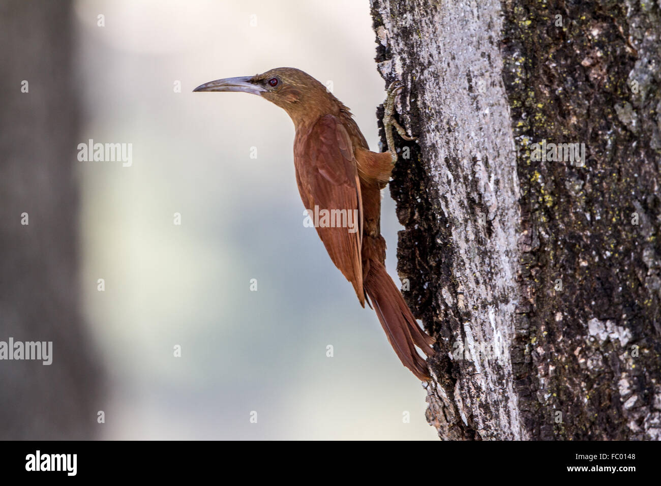Ani icon hi-res stock photography and images - Alamy