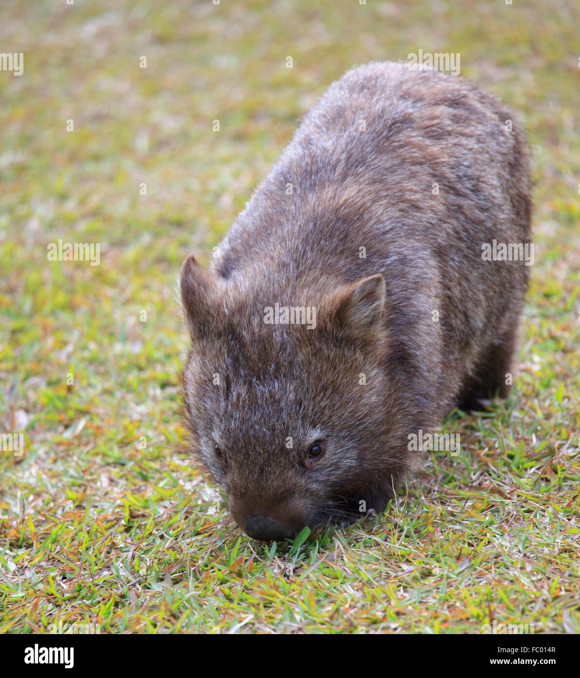 Wombat from Australia Stock Photo - Alamy