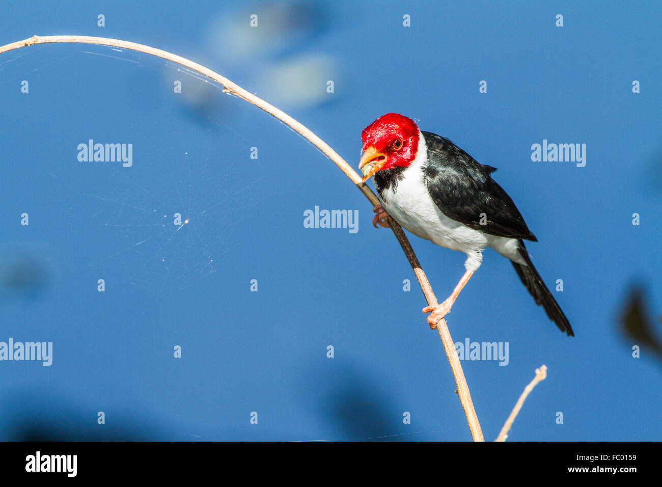 Yellow-billed cardinal with spider as prey Stock Photo - Alamy