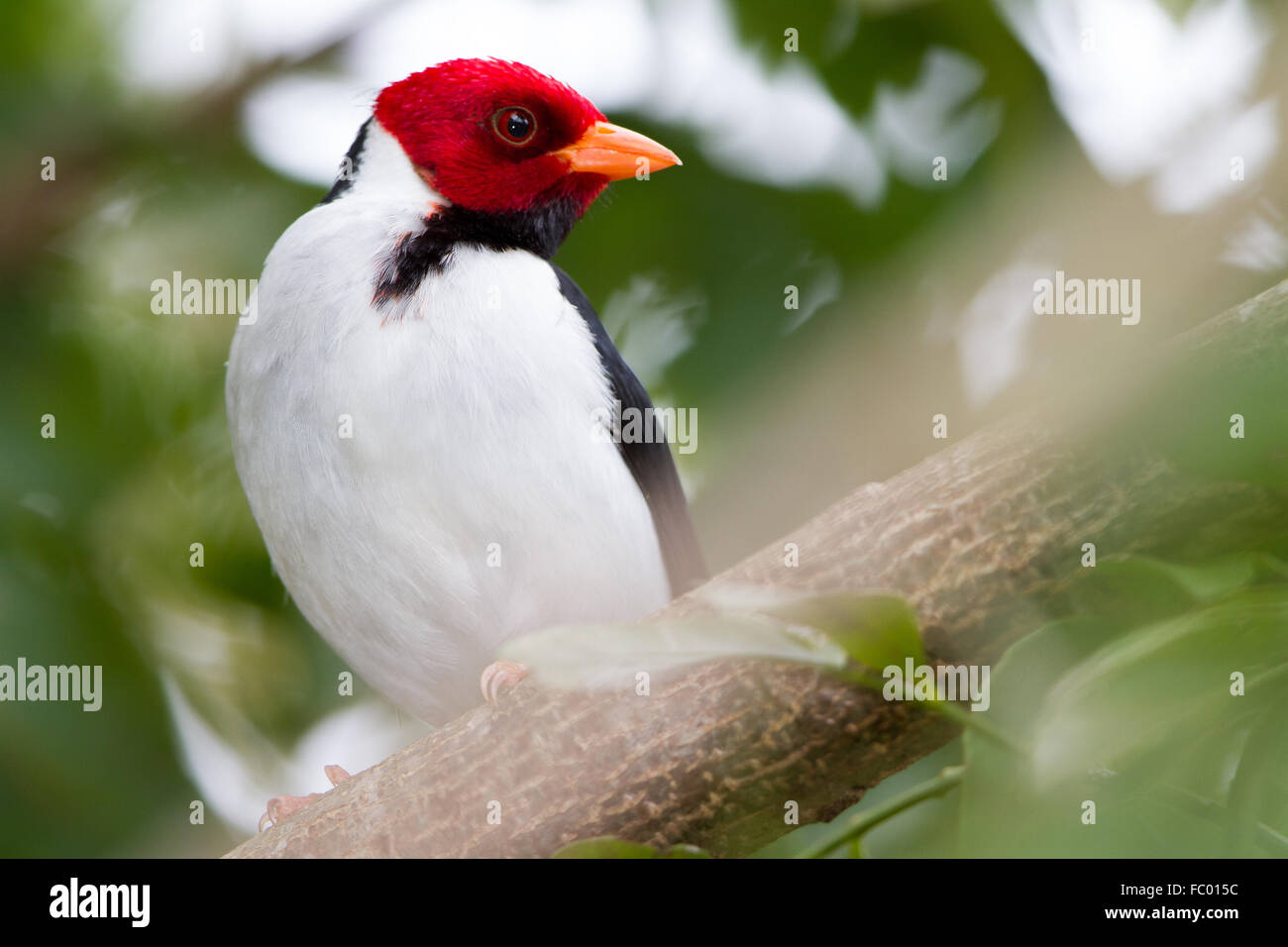 Cardinal yellow billed hi-res stock photography and images - Alamy