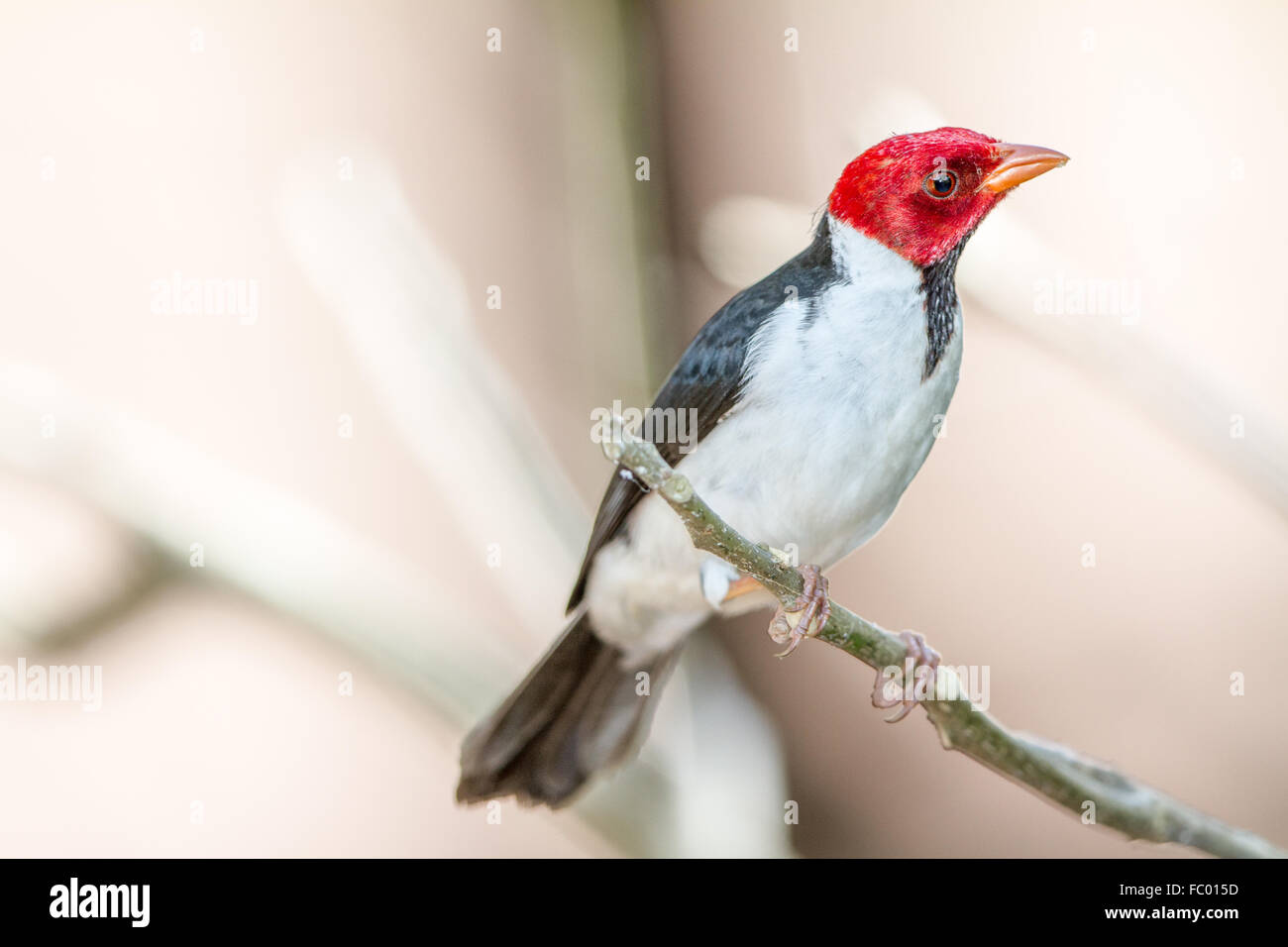 Yellow billed cardinal hi-res stock photography and images - Alamy