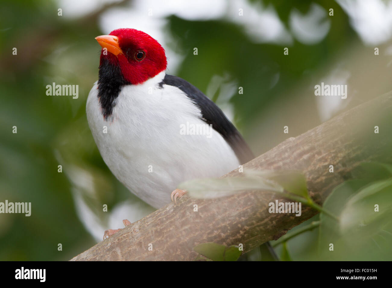 Yellow billed cardinal hi-res stock photography and images - Alamy