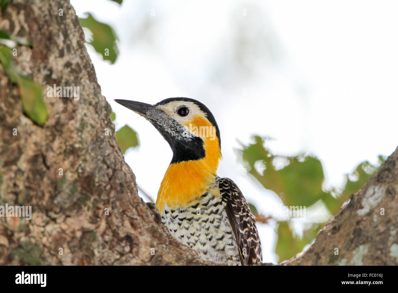 Flicker hi-res stock photography and images - Alamy
