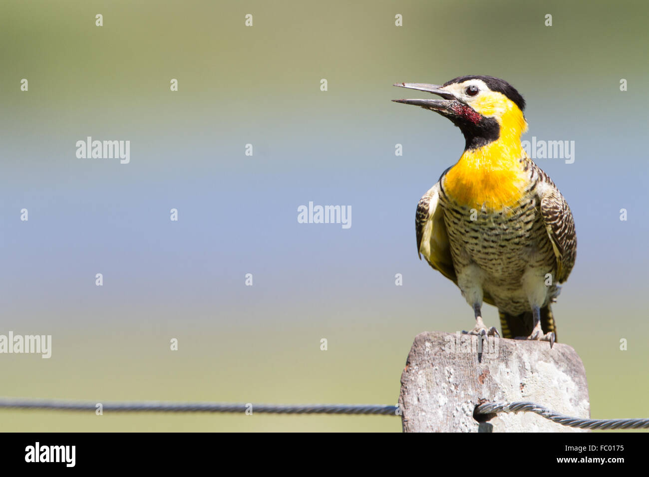 Flicker hi-res stock photography and images - Alamy