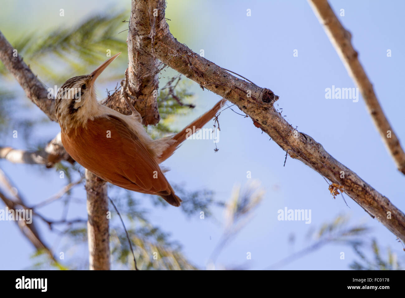 Narrow billed hi-res stock photography and images - Alamy