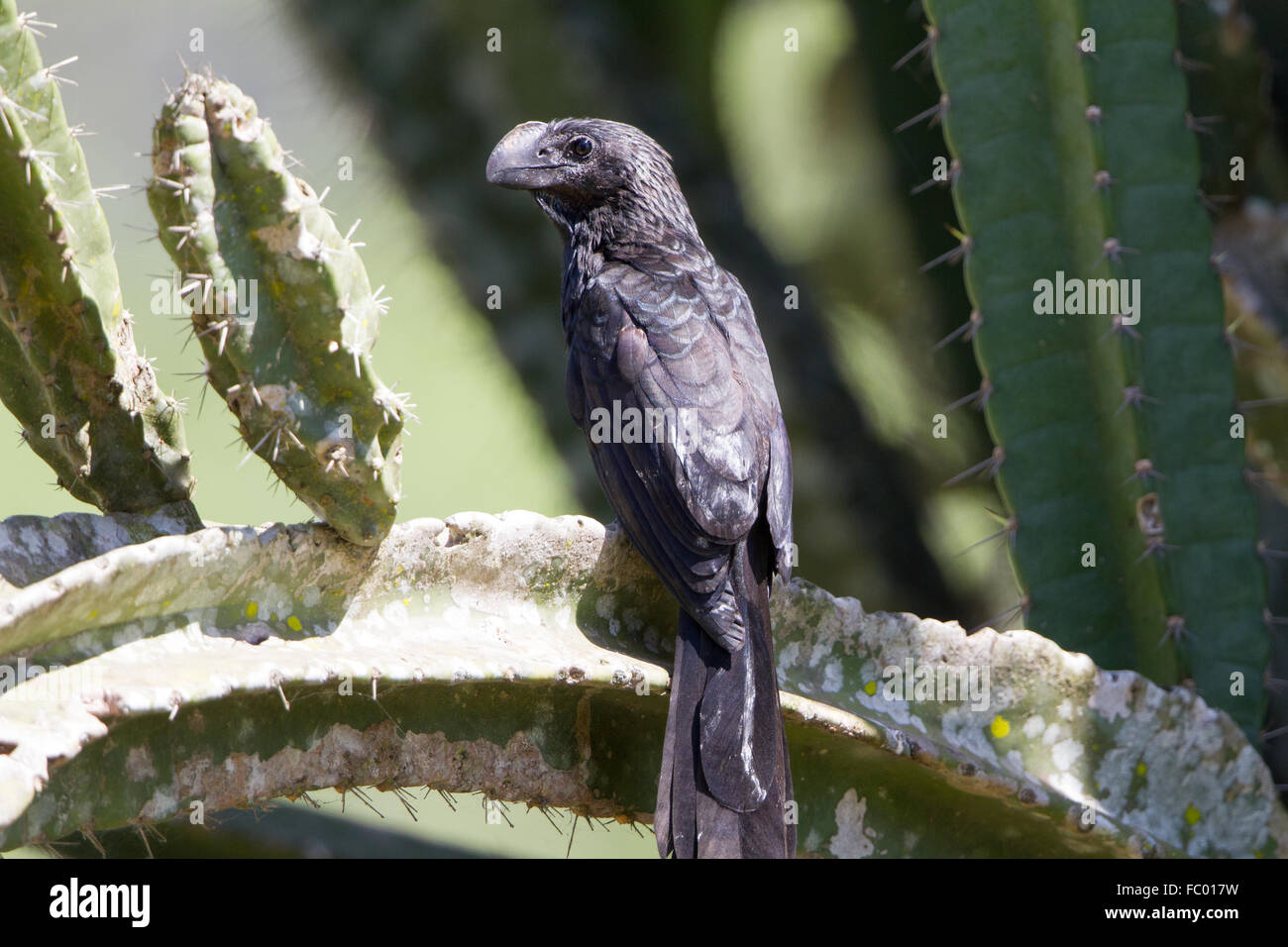 Ani hi-res stock photography and images - Alamy