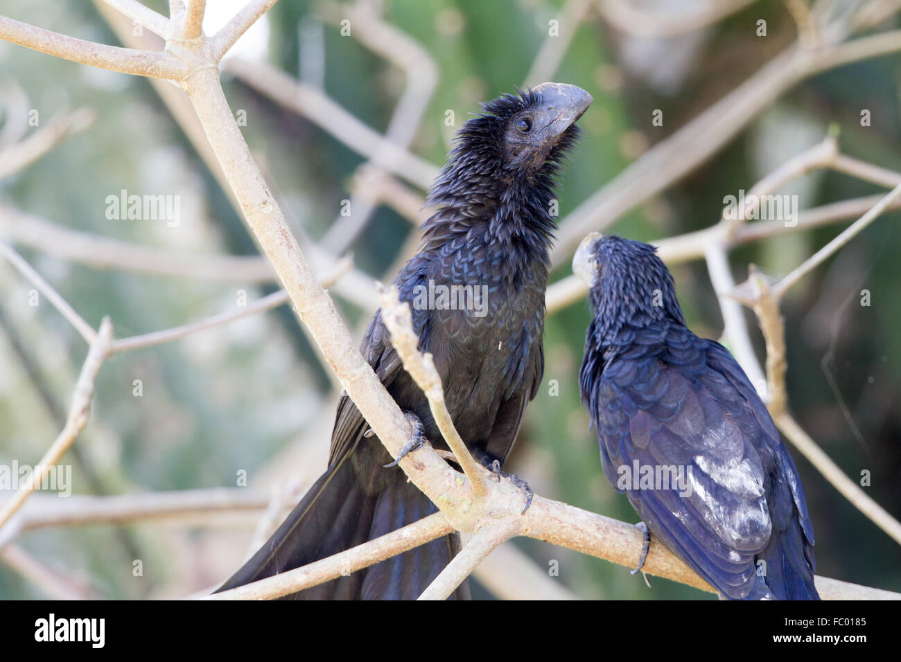 Ani hi-res stock photography and images - Alamy