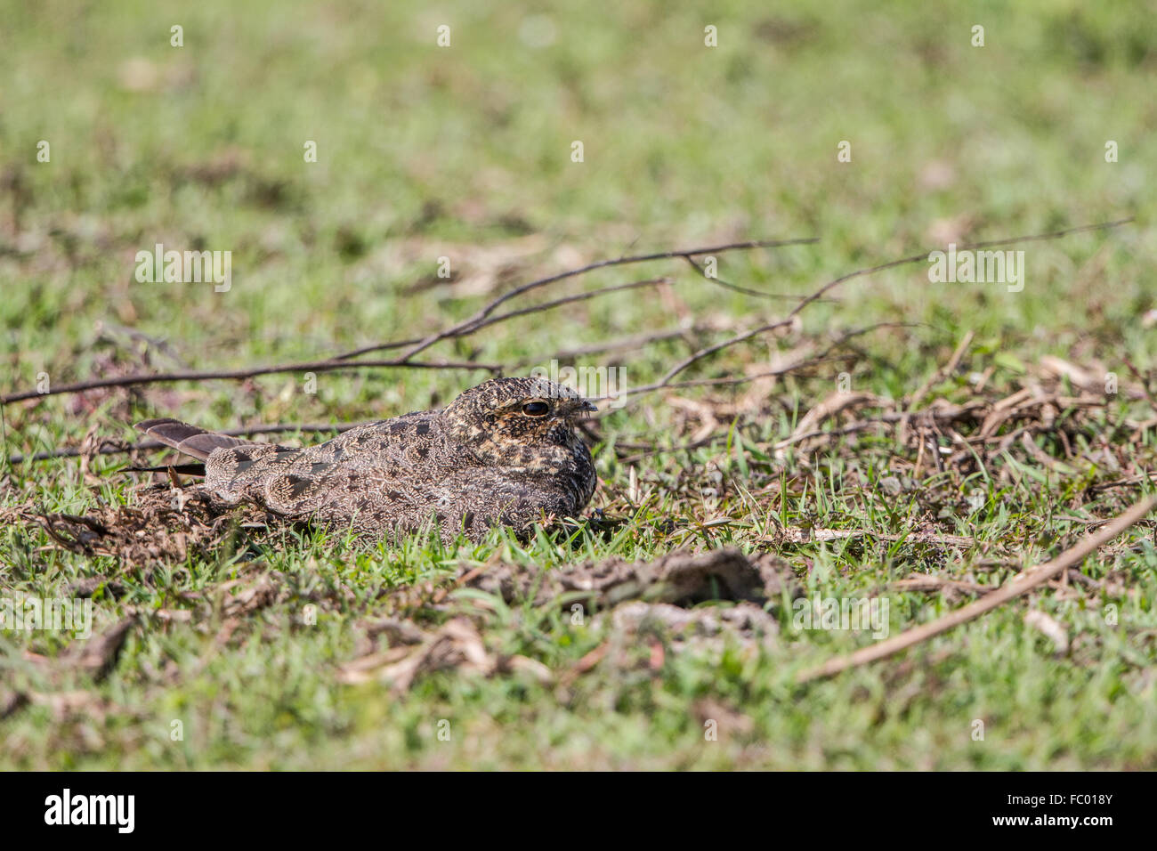Nighthawk hi-res stock photography and images - Alamy