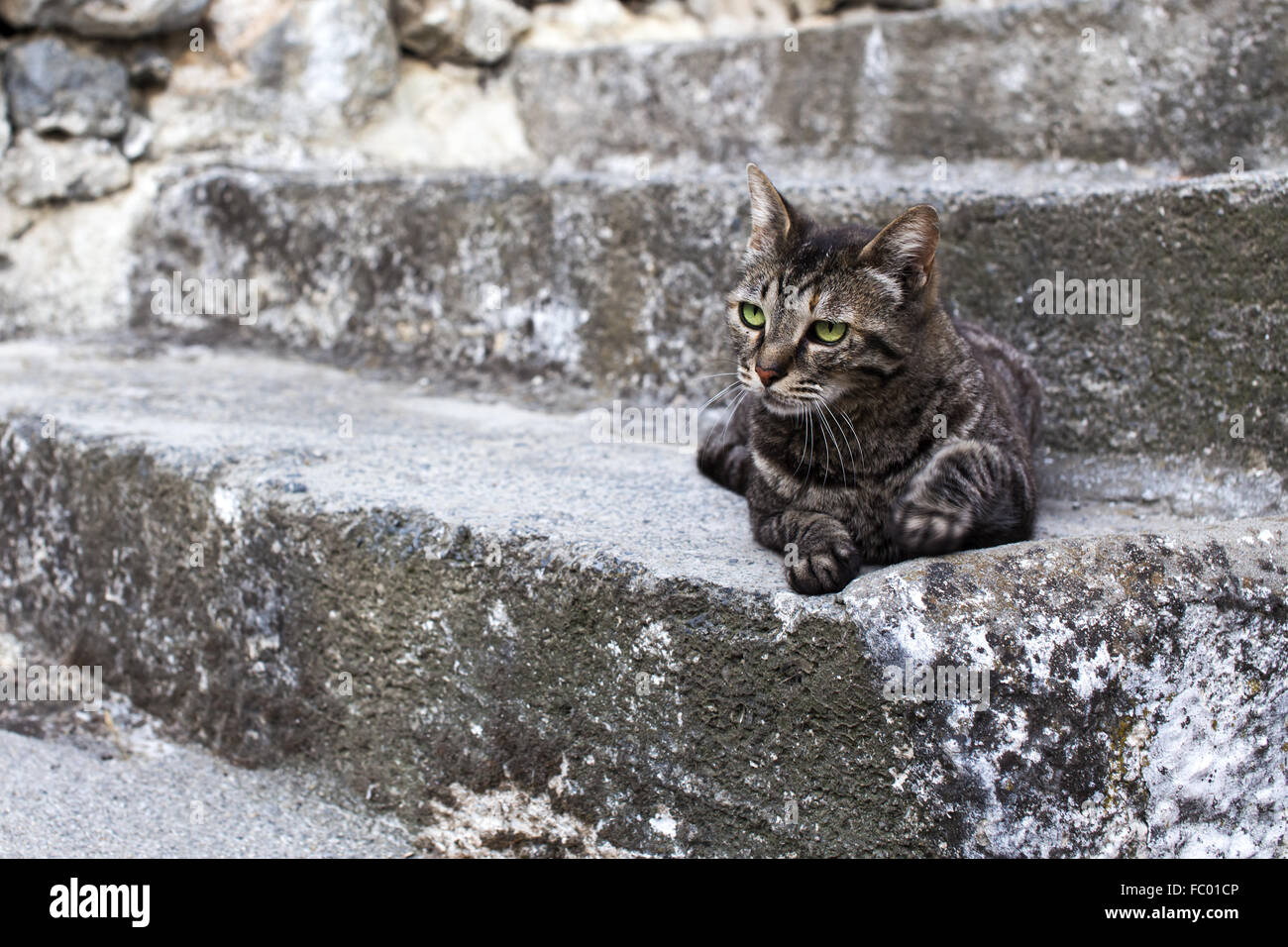 Cat Crete High Resolution Stock Photography and Images - Alamy