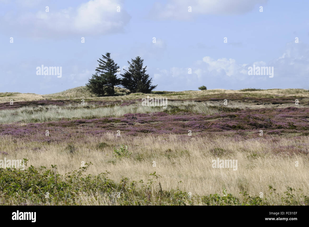 Morsum landscape hi-res stock photography and images - Alamy