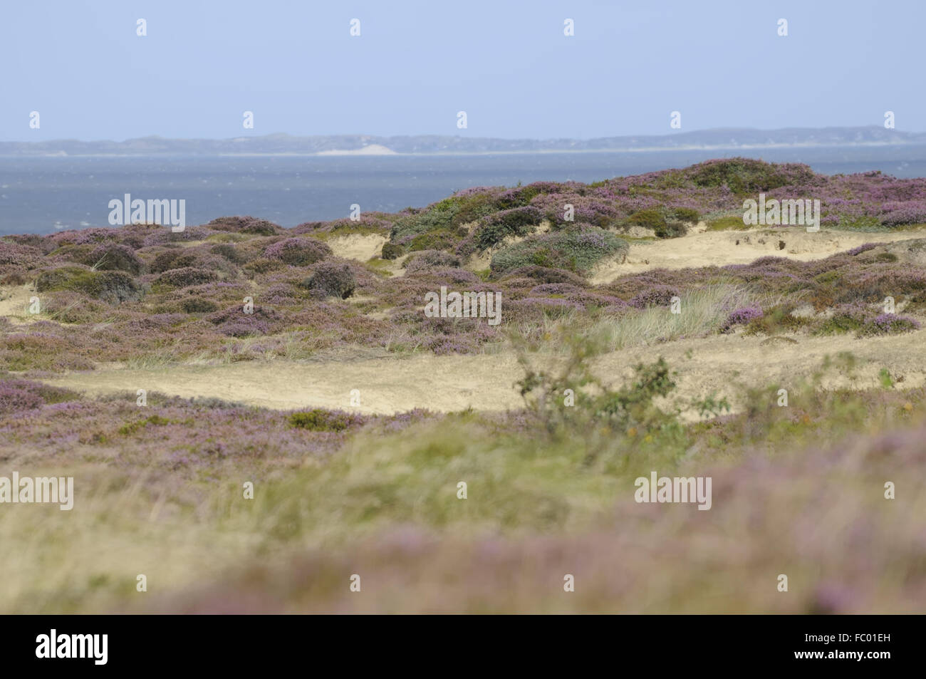 Morsum landscape hi-res stock photography and images - Alamy