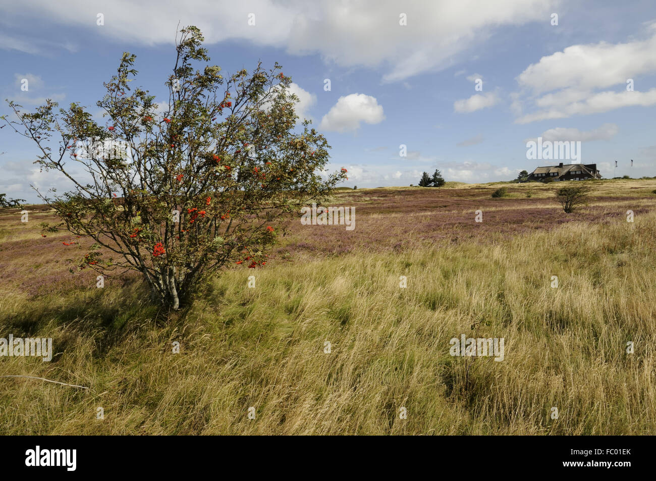 Morsum landscape hi-res stock photography and images - Alamy