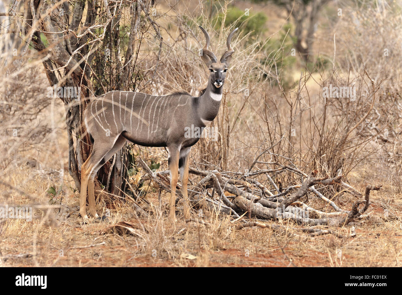 Lesser Kudu, Antelope, Africa, Kenya Stock Photo - Alamy