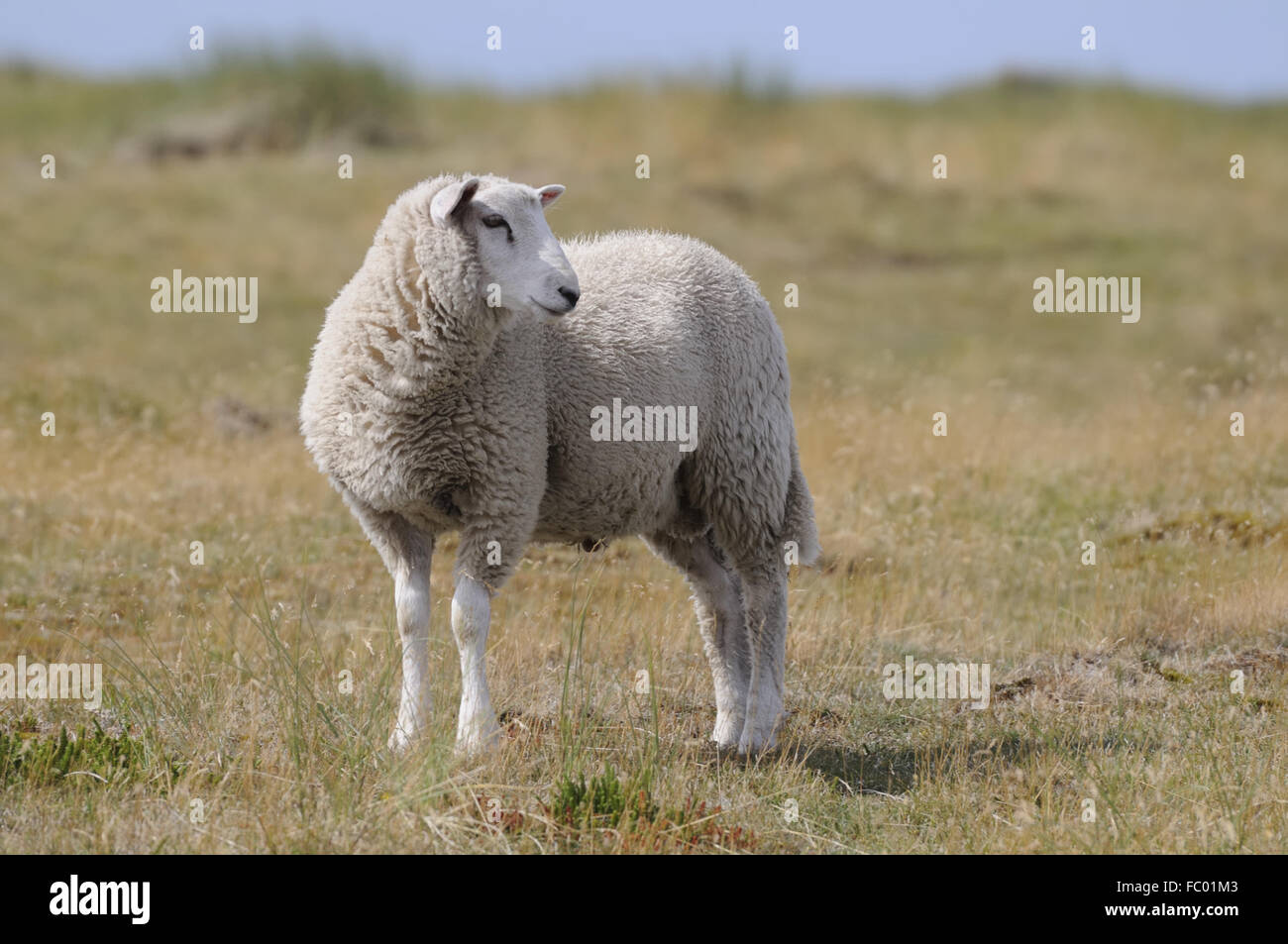Dune head sheep hi-res stock photography and images - Alamy