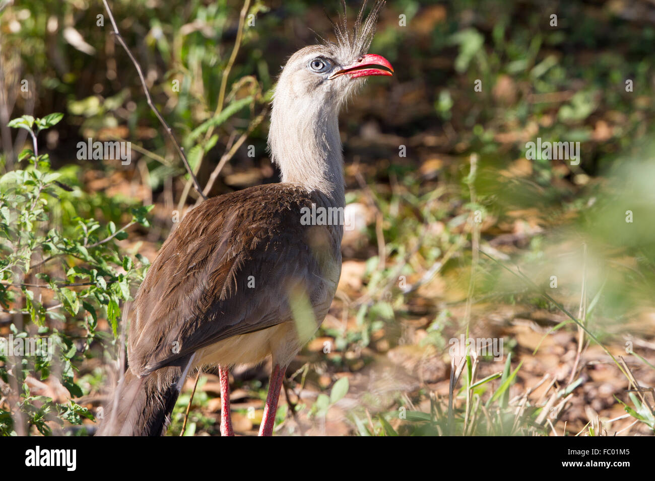 Legged Seriema High Resolution Stock Photography and Images - Alamy