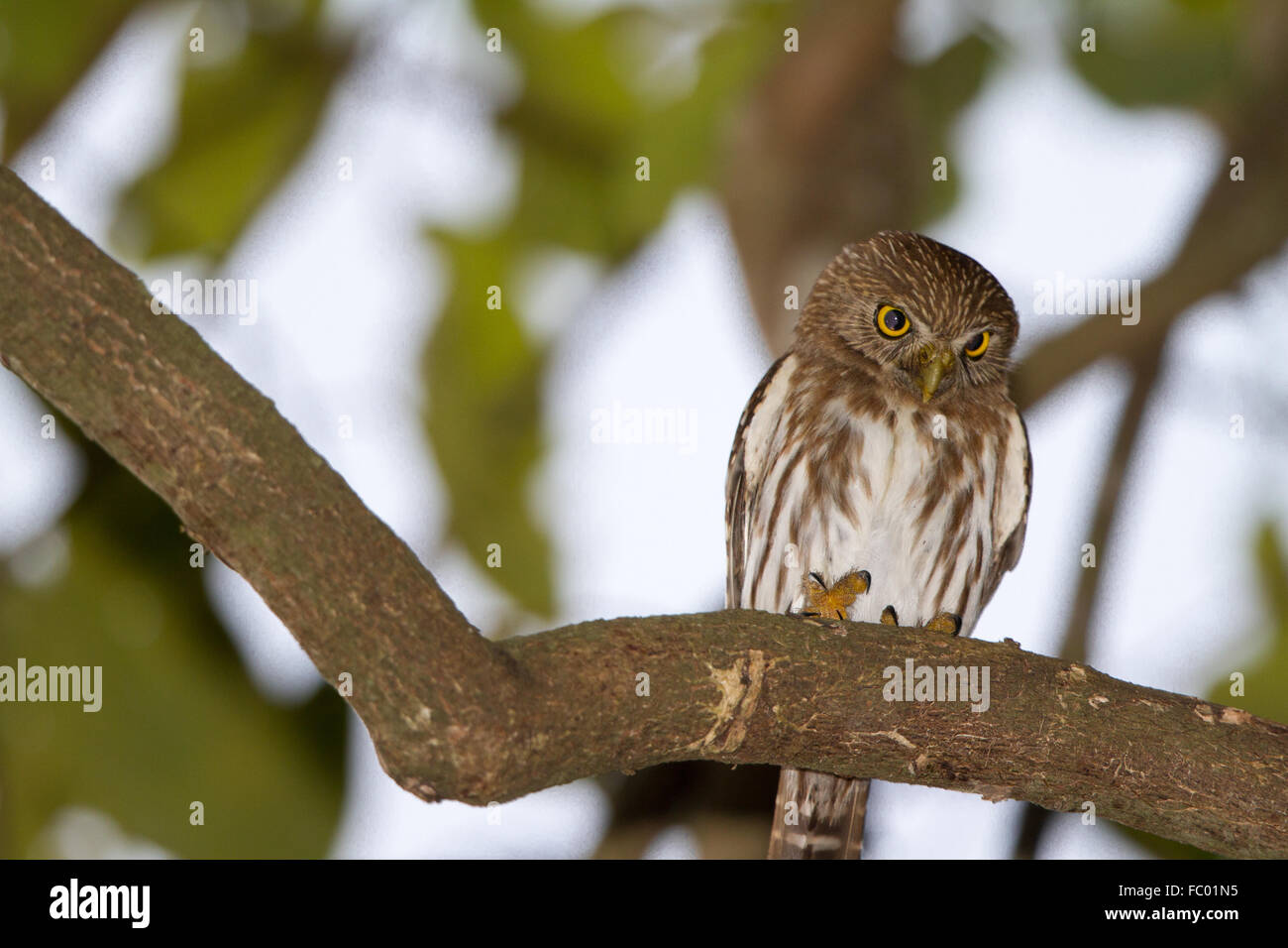 Ferruginous pygmy owl Stock Photo - Alamy