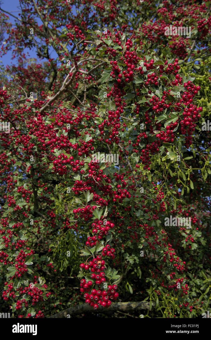 Hawthorn medicinal use hi-res stock photography and images - Alamy