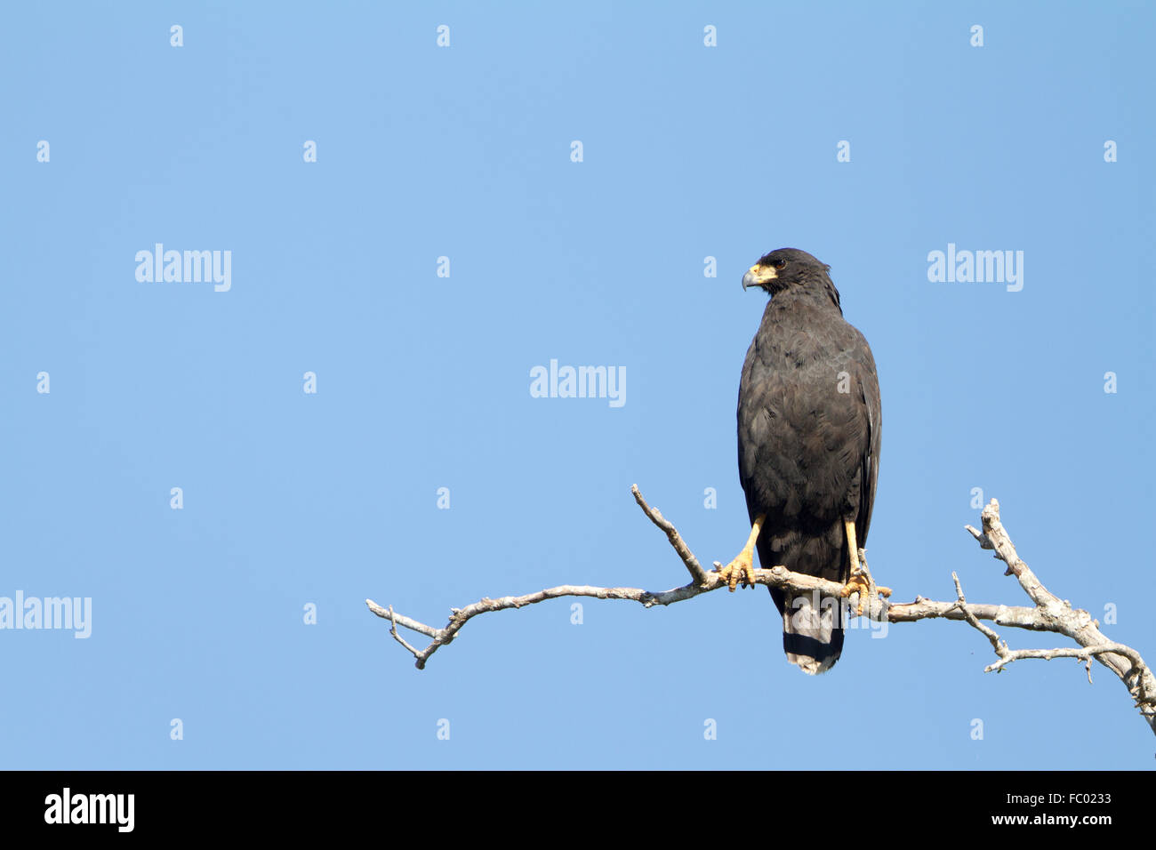 Great black hawk hi-res stock photography and images - Alamy