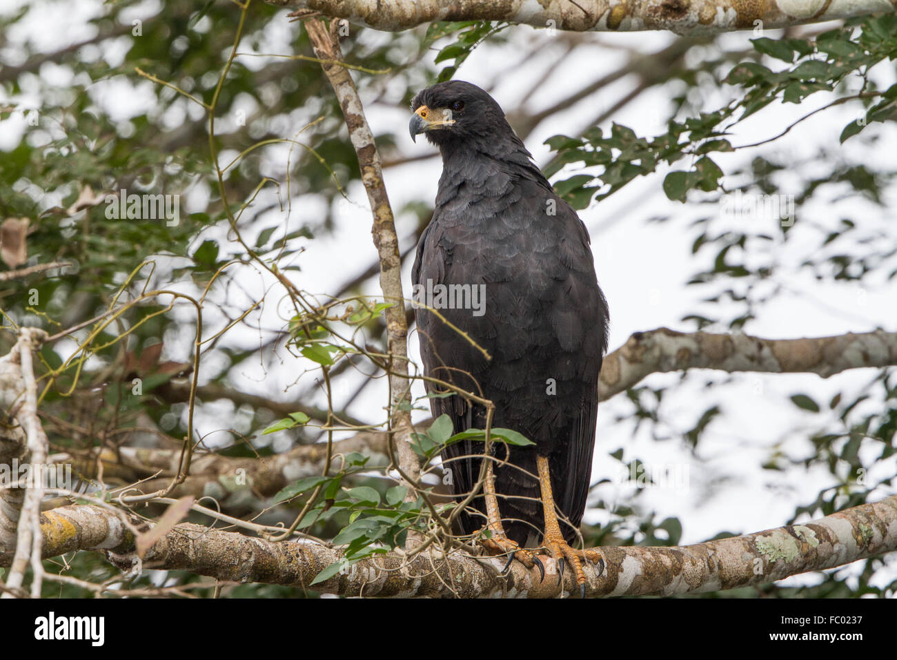 Great black hawk Stock Photo - Alamy