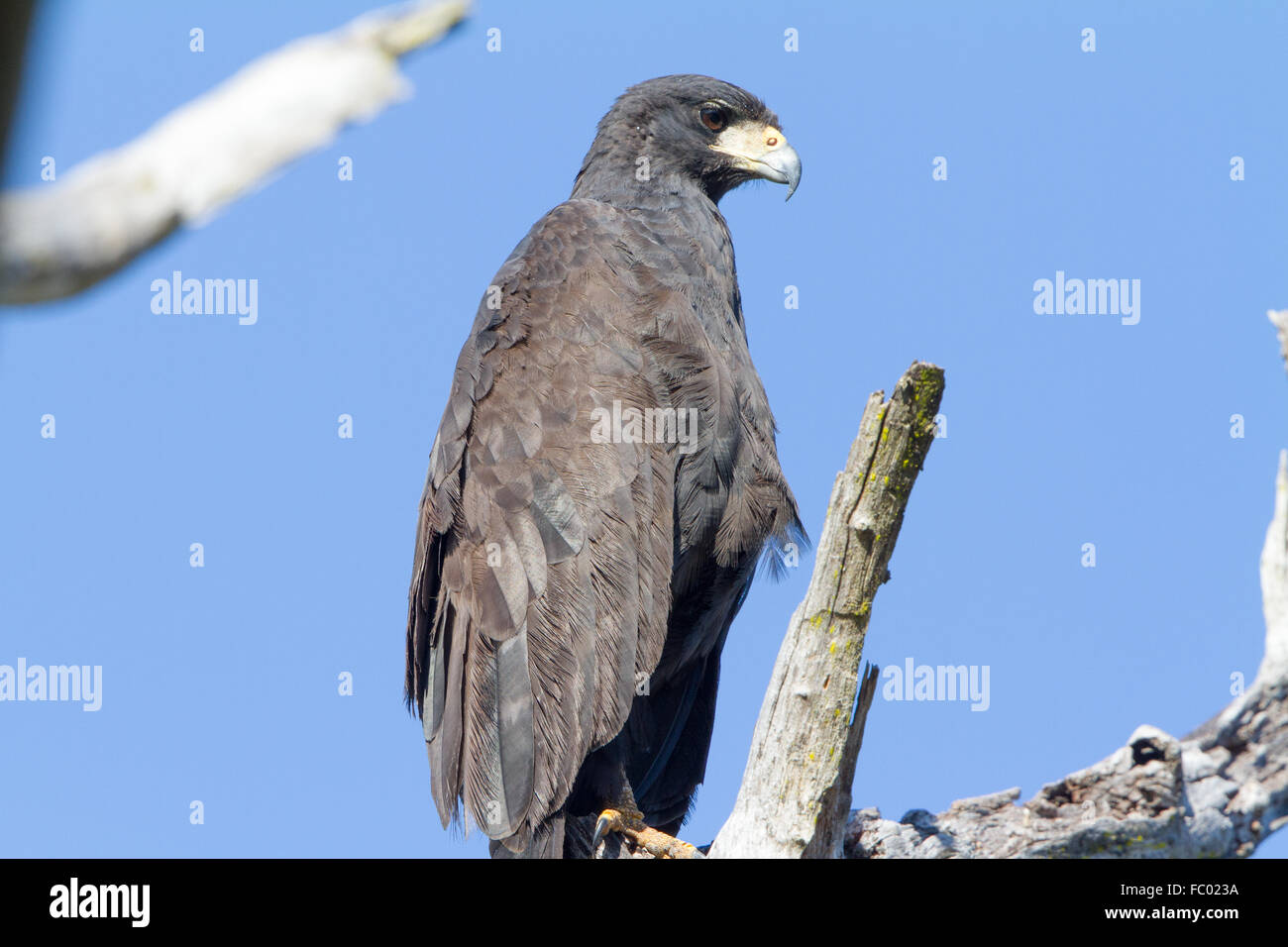 Great black hawk Stock Photo - Alamy