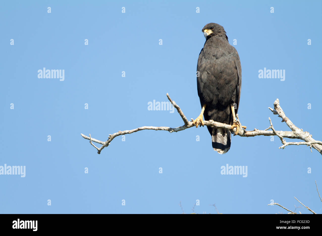 Great black hawk Stock Photo - Alamy