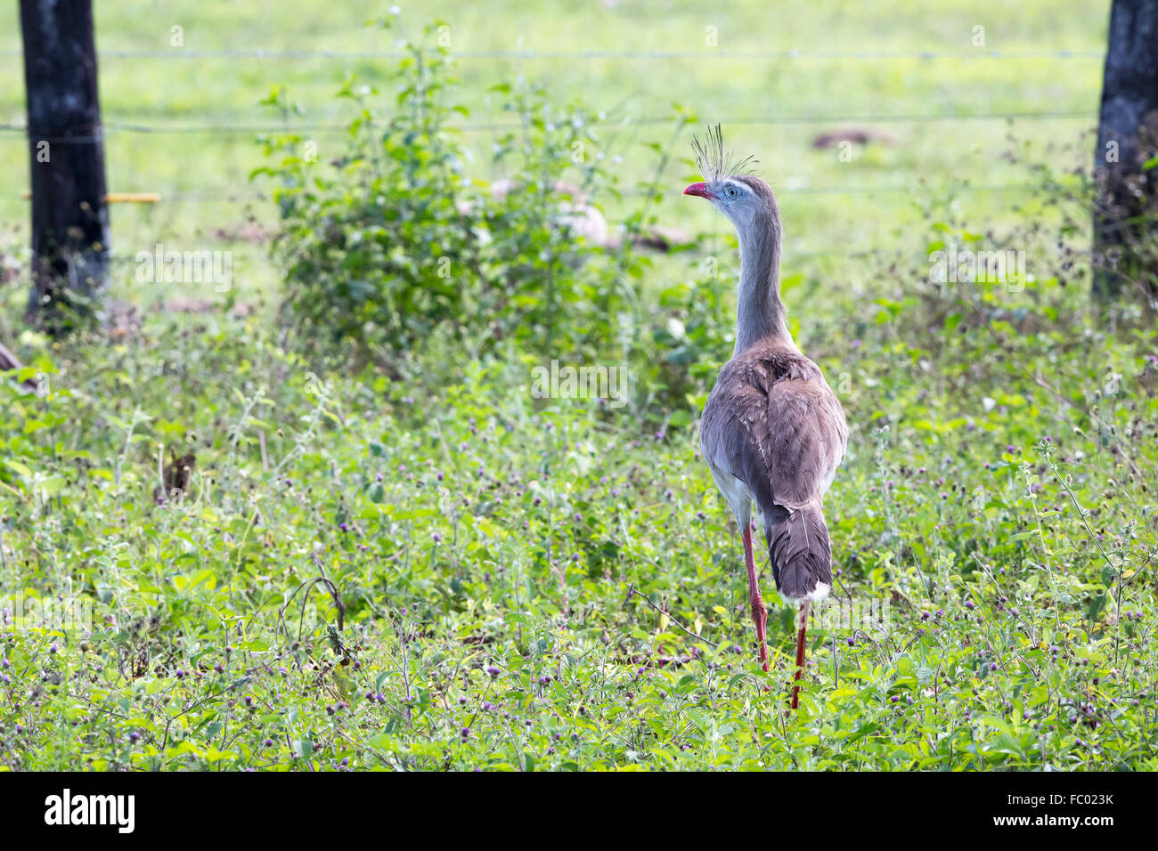 Seriema hi-res stock photography and images - Alamy