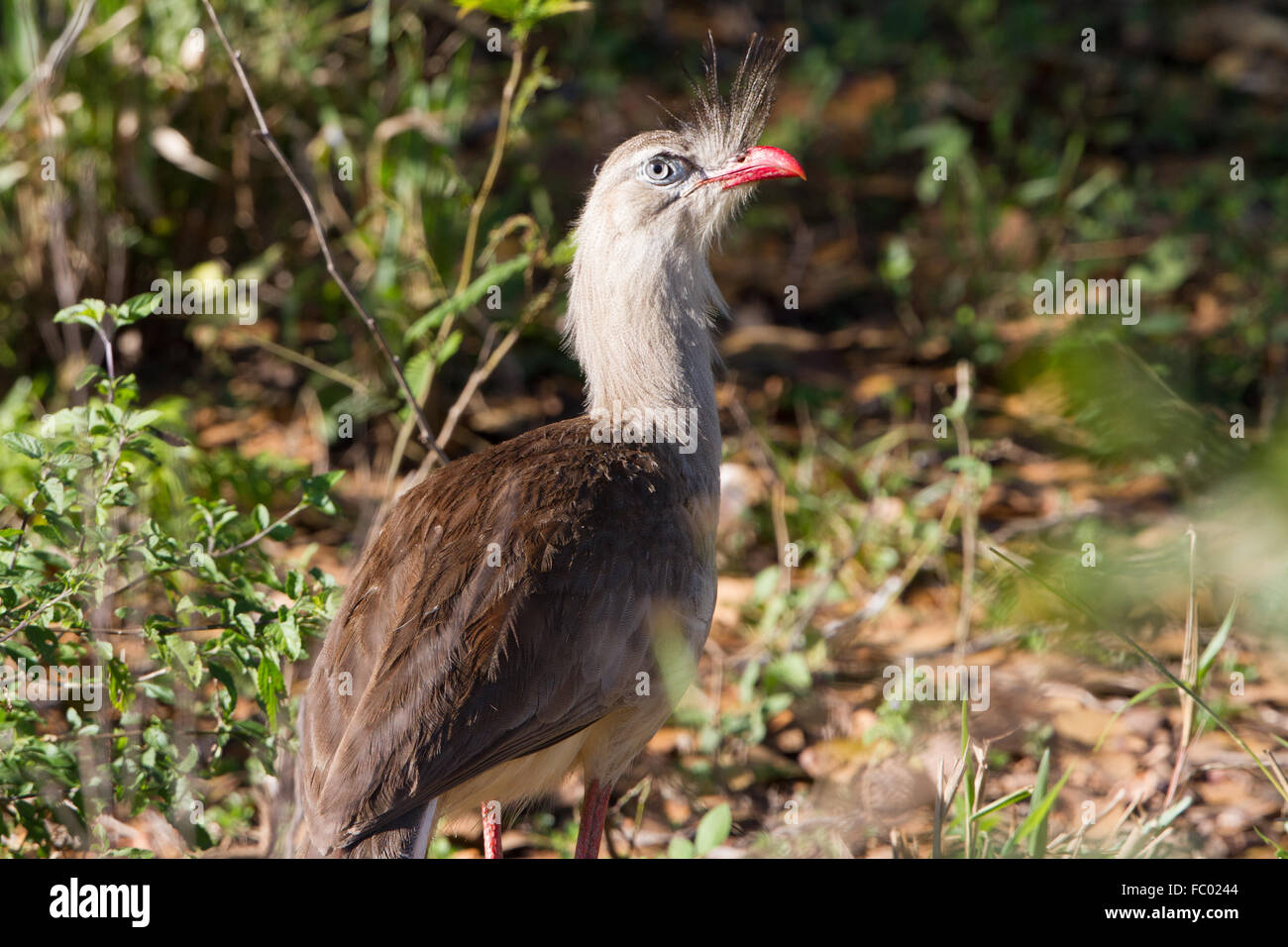 Seriema hi-res stock photography and images - Alamy