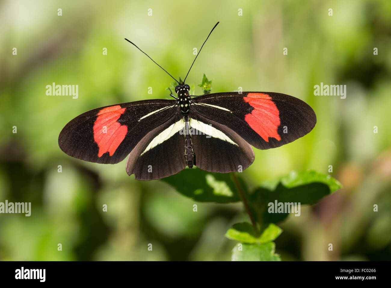 Postman butterflies hi-res stock photography and images - Alamy