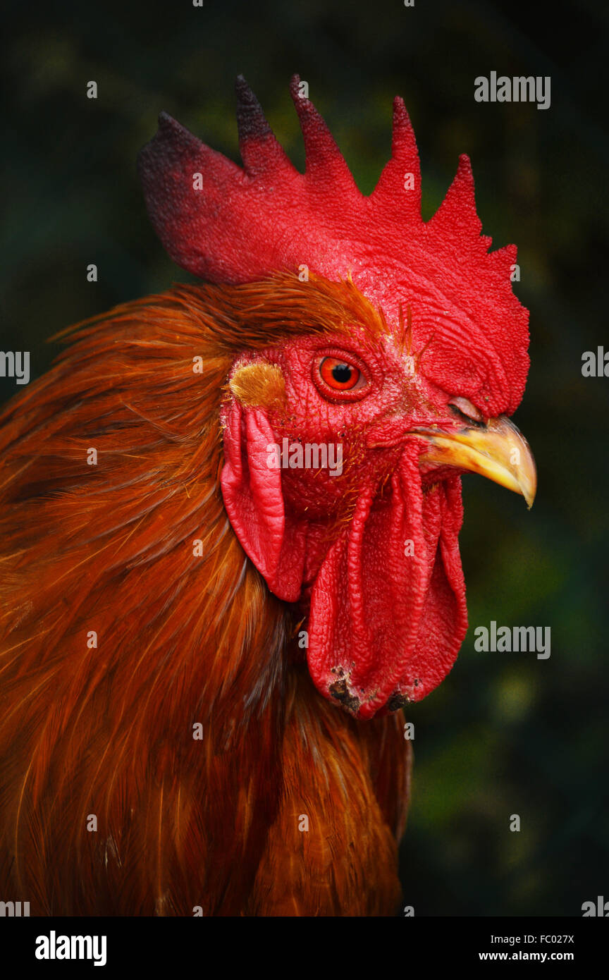 Rooster in traditional free range poultry farming Stock Photo - Alamy
