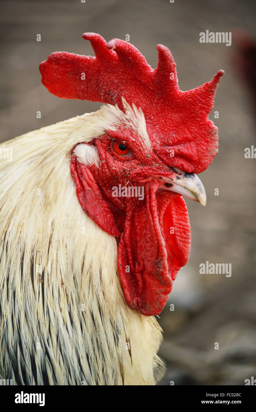 Rooster in traditional free range poultry farming Stock Photo - Alamy