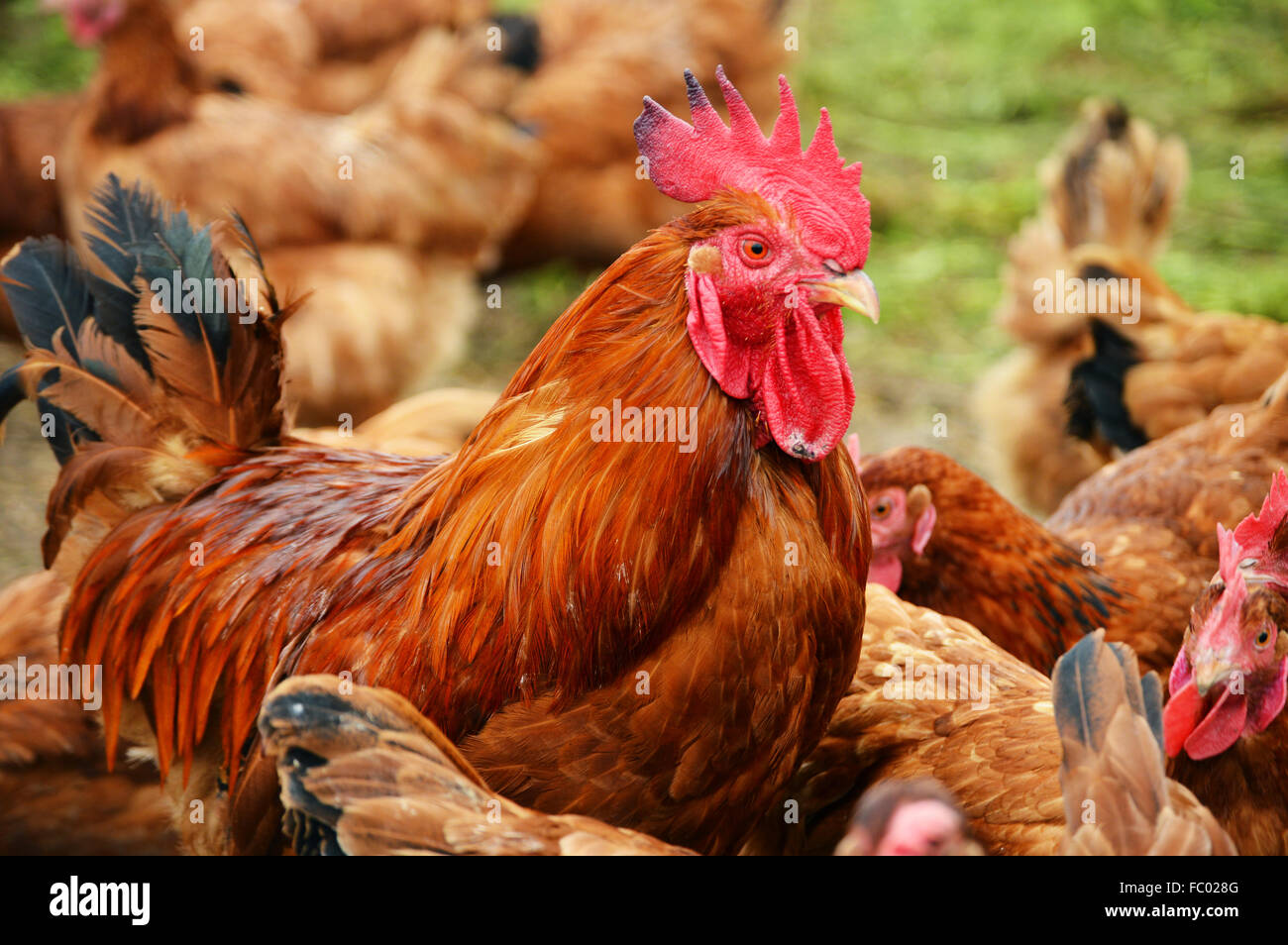 Rooster in traditional free range poultry farming Stock Photo - Alamy