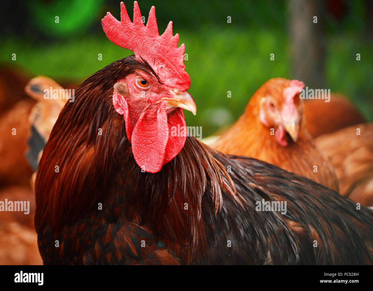 Rooster in traditional free range poultry farming Stock Photo - Alamy