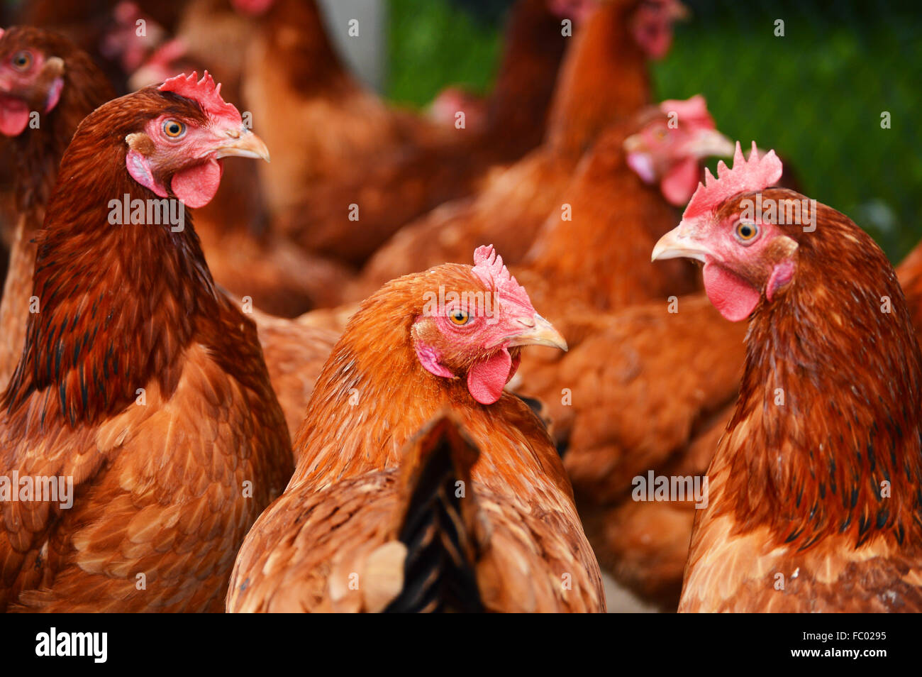 Chickens on traditional free range poultry farm Stock Photo - Alamy
