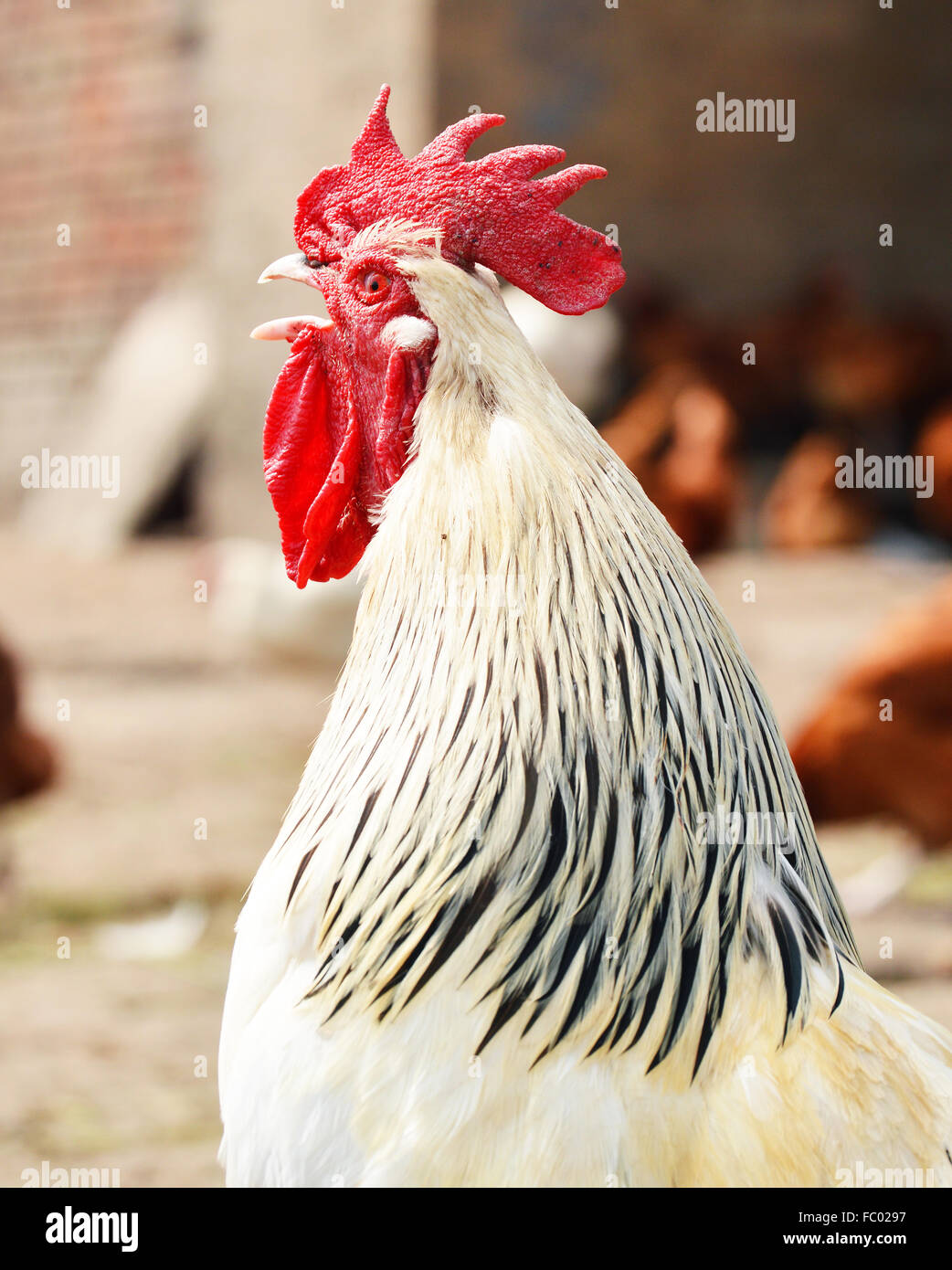 Rooster on traditional free range poultry farm Stock Photo - Alamy
