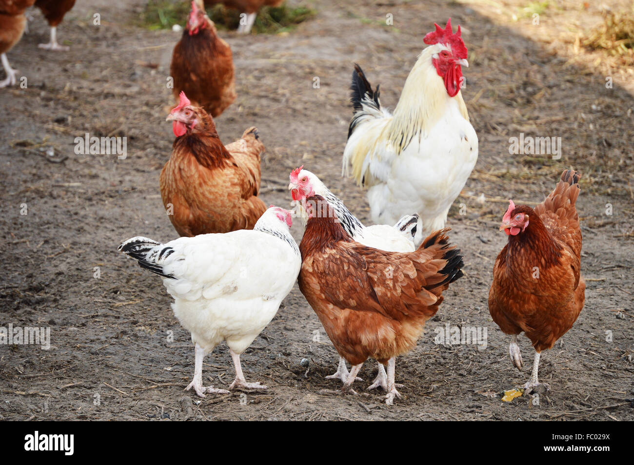 Chickens on traditional free range poultry farm Stock Photo - Alamy