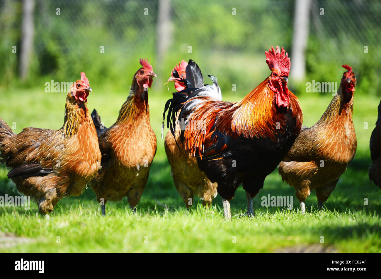 Chickens on traditional free range poultry farm Stock Photo - Alamy