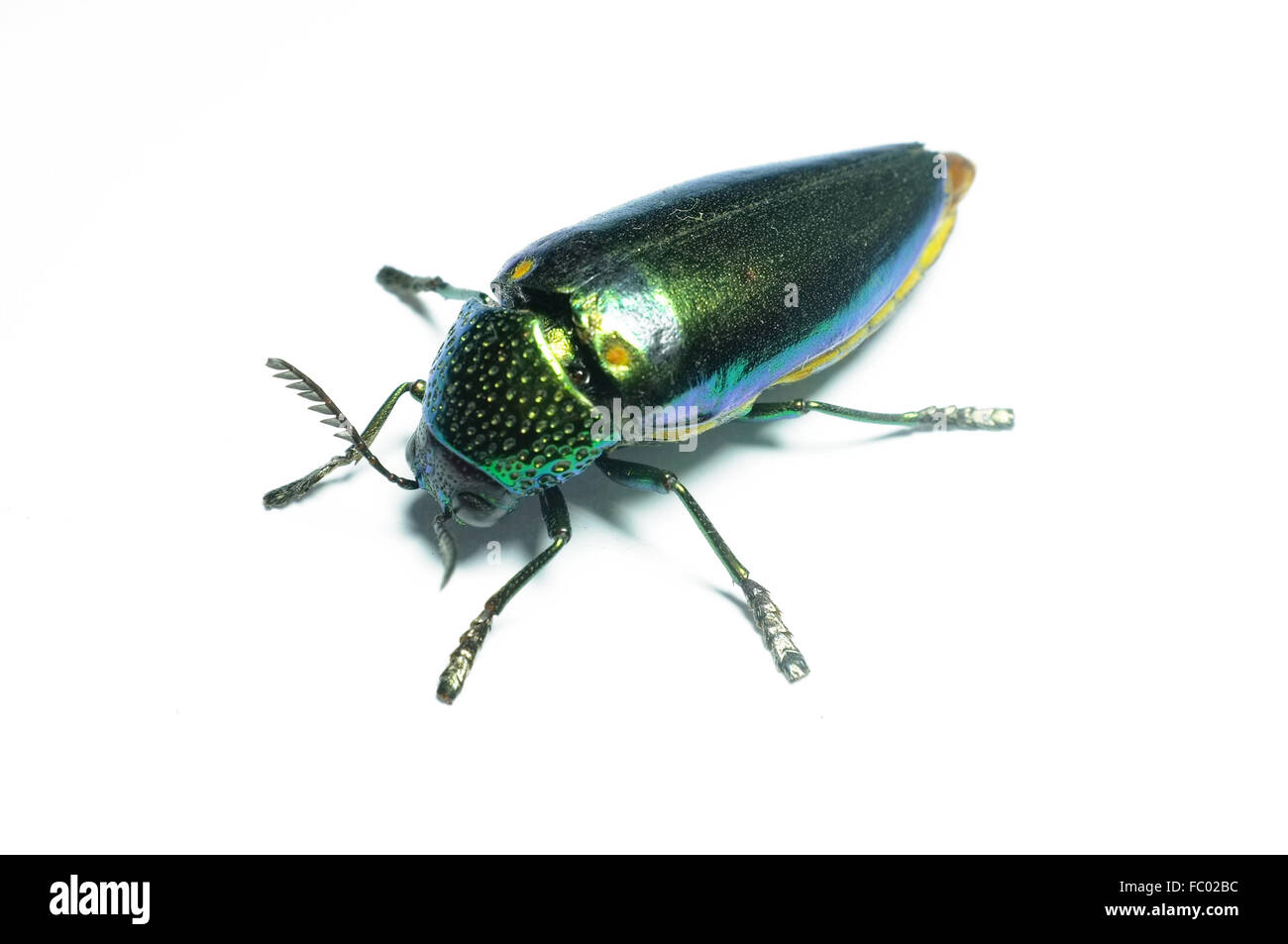 Jewel beetle, Metallic wood-boring beetle in Thailand Stock Photo - Alamy
