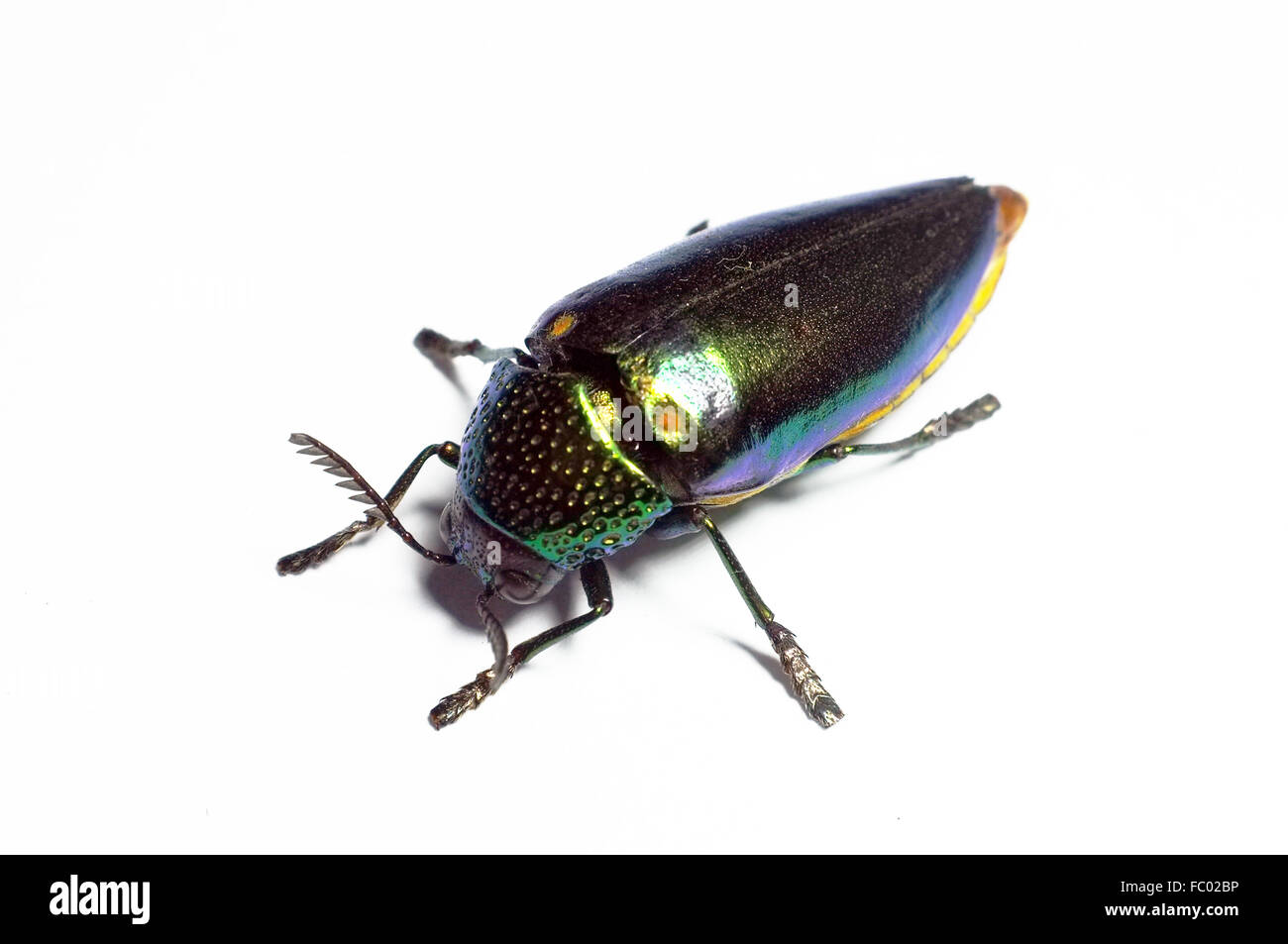 Jewel beetle, Metallic wood-boring beetle in Thailand Stock Photo - Alamy
