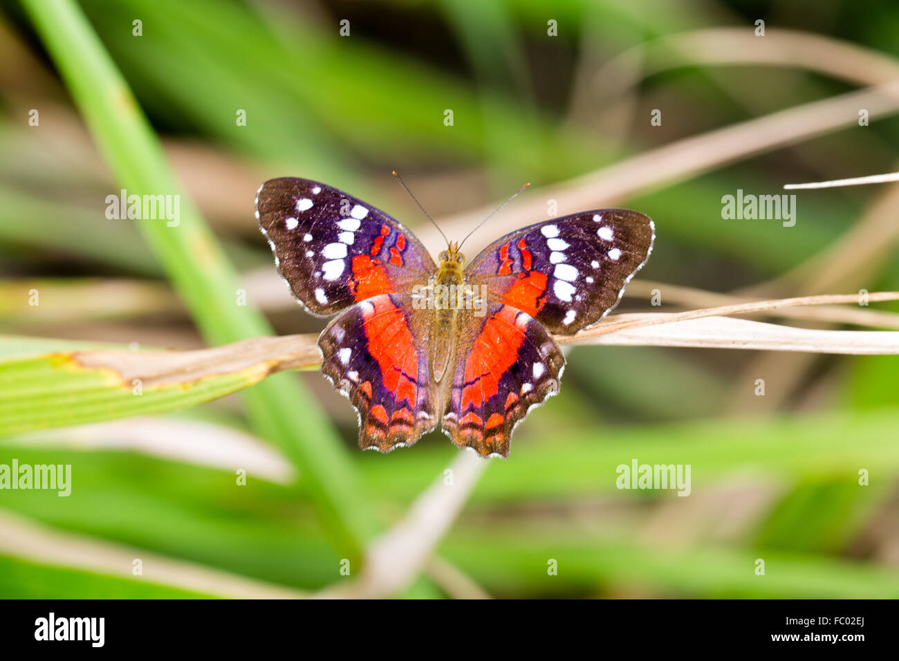 Scarlet butterflies hi-res stock photography and images - Alamy