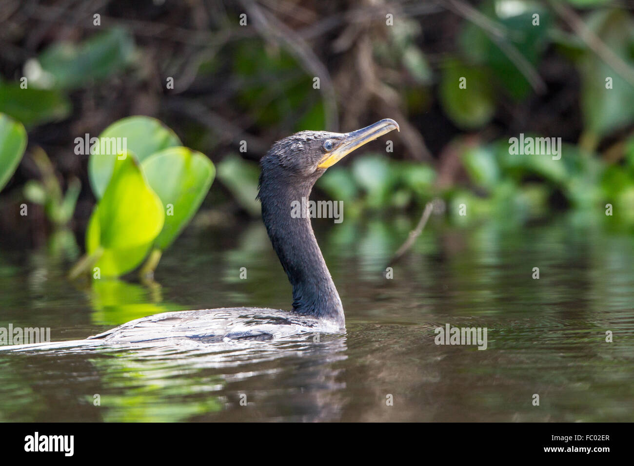 Neotropic hi-res stock photography and images - Alamy