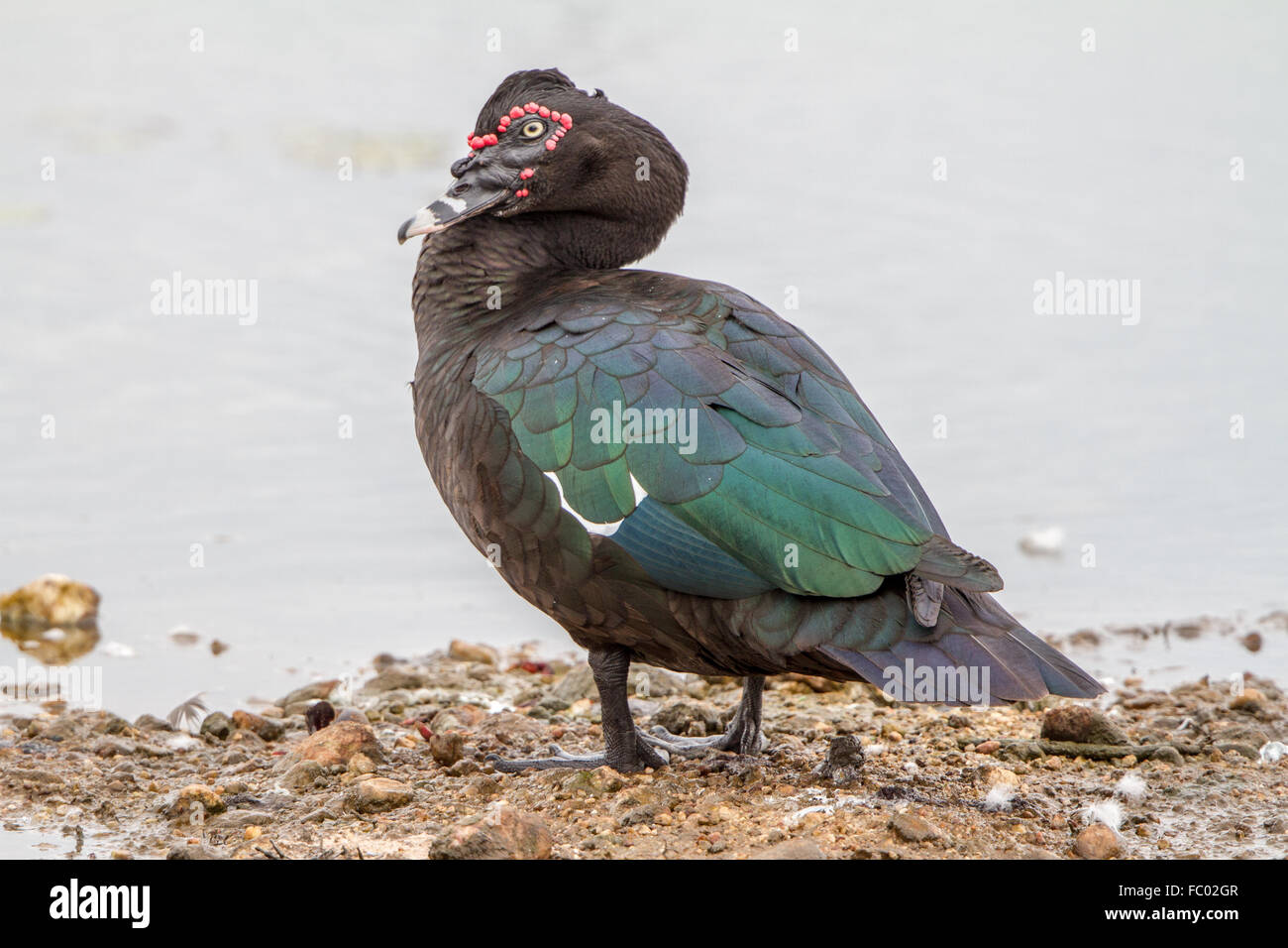 Duck icon hi-res stock photography and images - Alamy