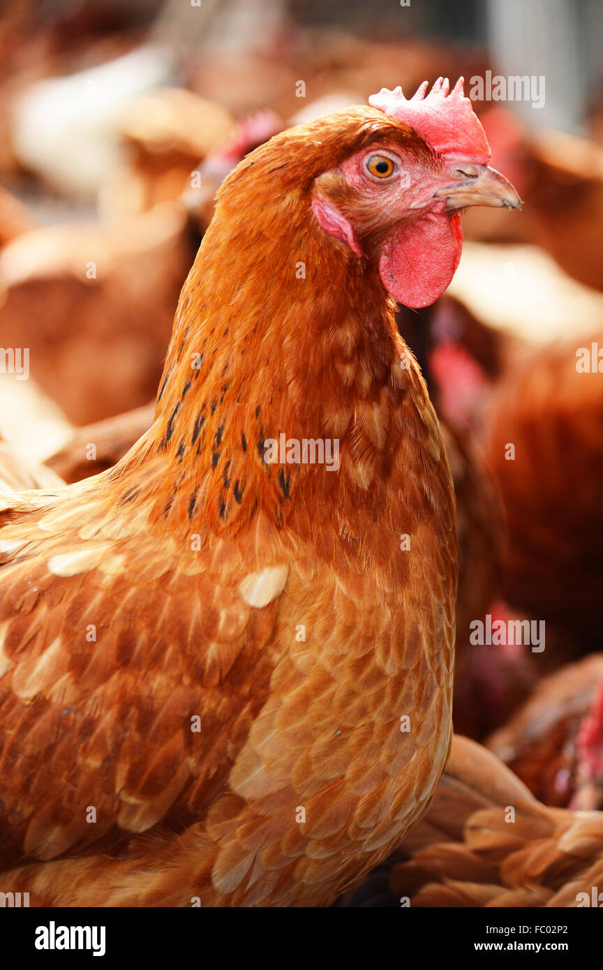 Chickens on traditional free range poultry farm Stock Photo - Alamy