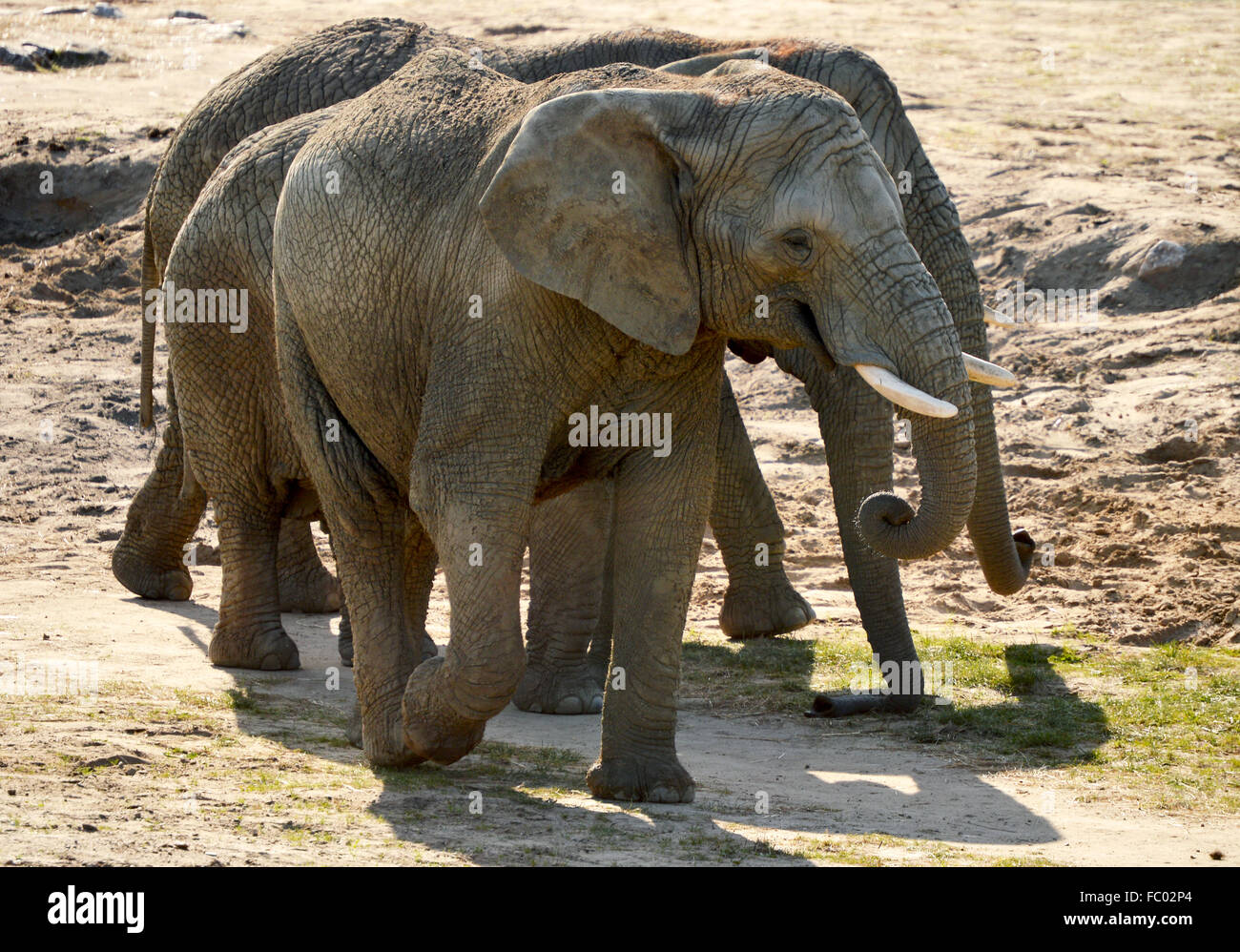 Group of African elephants in natural environment Stock Photo - Alamy