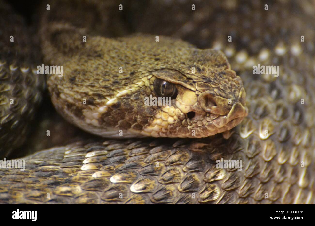 A Diamondback Rattlesnake (Crotalus atrox) in Tucson, Arizona's Sonoran ...